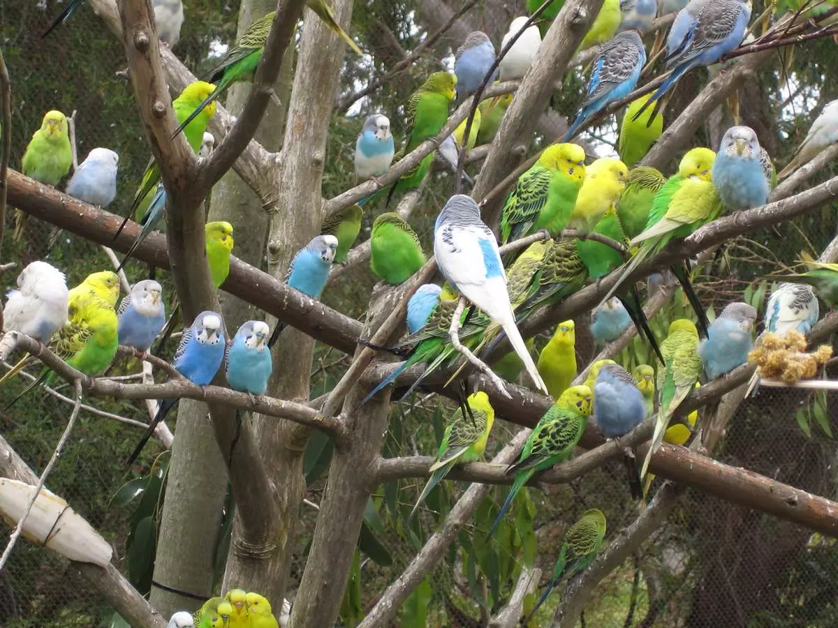 Budgerigars.