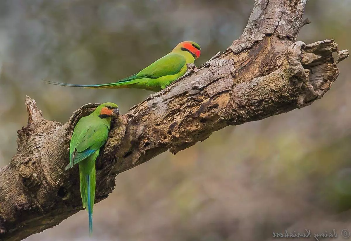 Ama-parrot omsila omude.