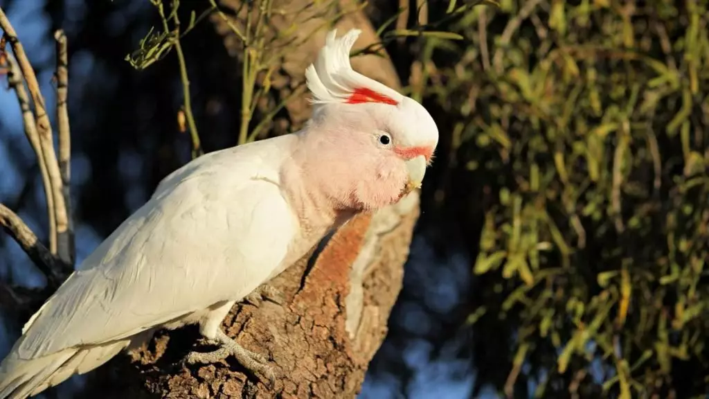 I cacatua Inca sono pappagalli molto graziosi e straordinariamente belli, il cui piumaggio è bianco-rosato.
