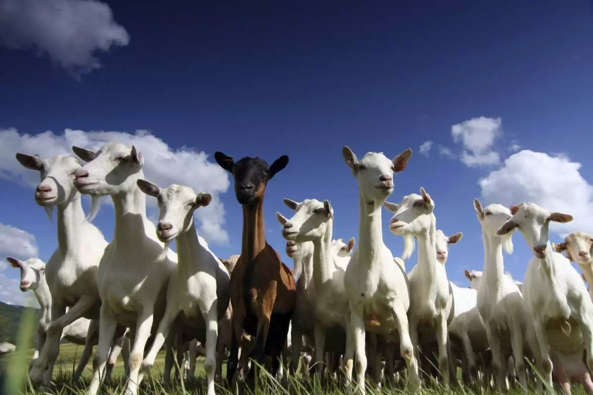 La nutrición de las cabras debe ser equilibrada.