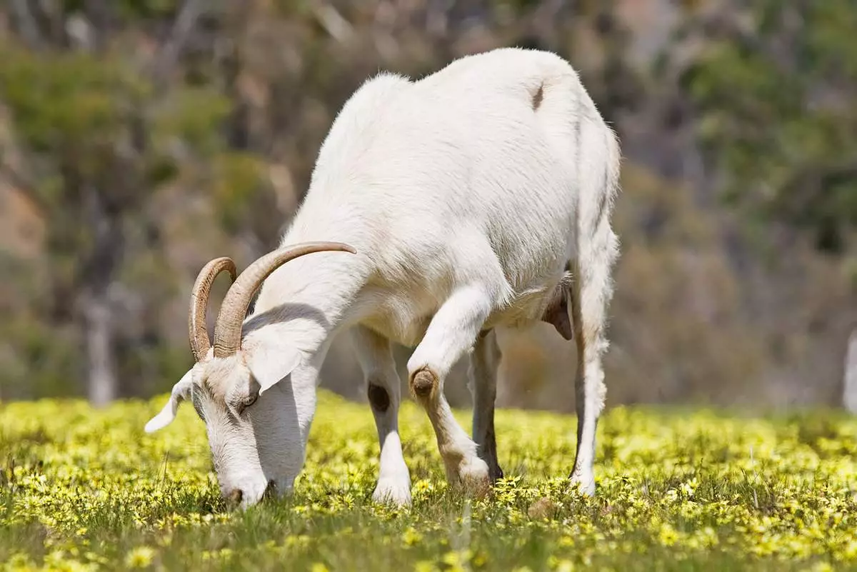 Las cabras deben recibir todas las vitaminas y minerales, en particular de forma natural.