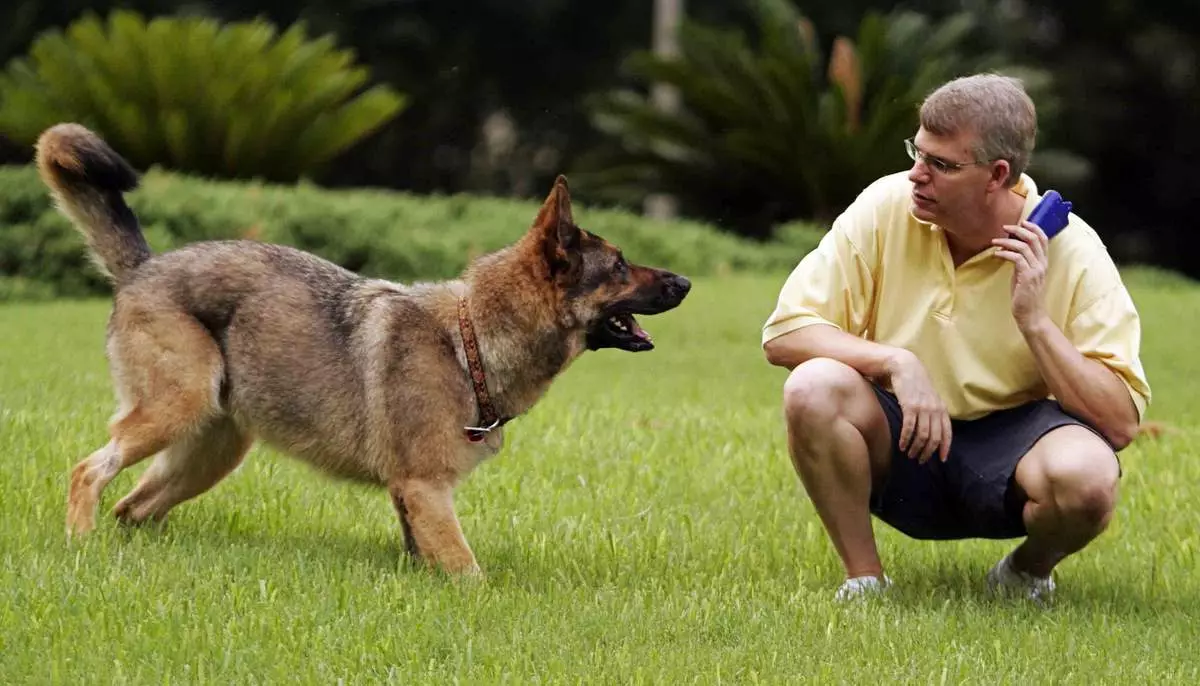 Olahraga sangat penting untuk anjing.