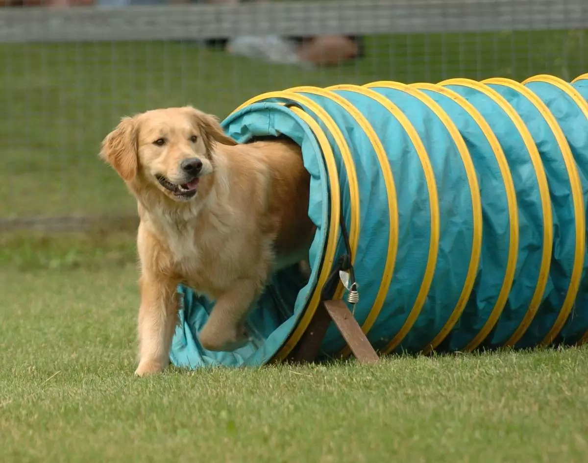 若い犬はもっと活動が必要です。