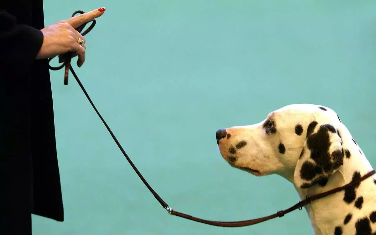 Trainéiert Ären Hond fir roueg aus der Leedung ze sinn.