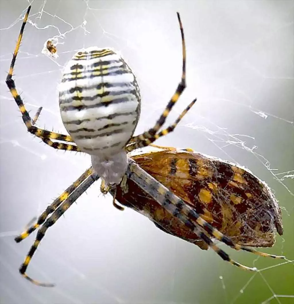 Damháin alla orb-gréasáin (lat.Araneidae).