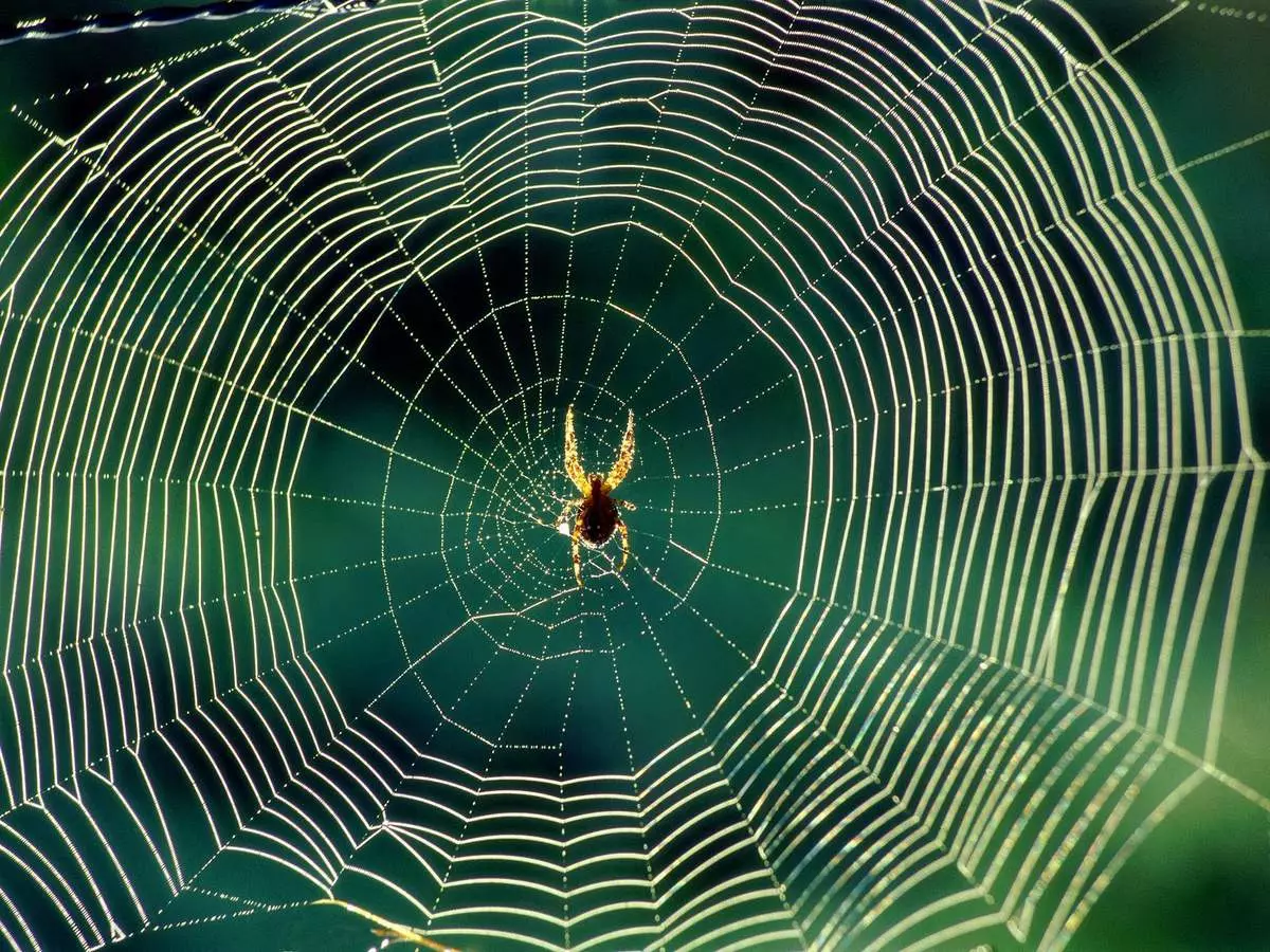 Webhu ye orb-webs.