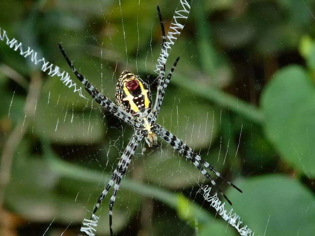 Orb-web kab laug sab nyob ntawm peb lub vaj thiab vaj.