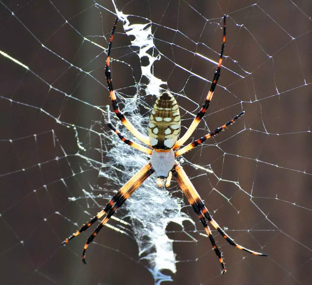 Spider web pawebhu.