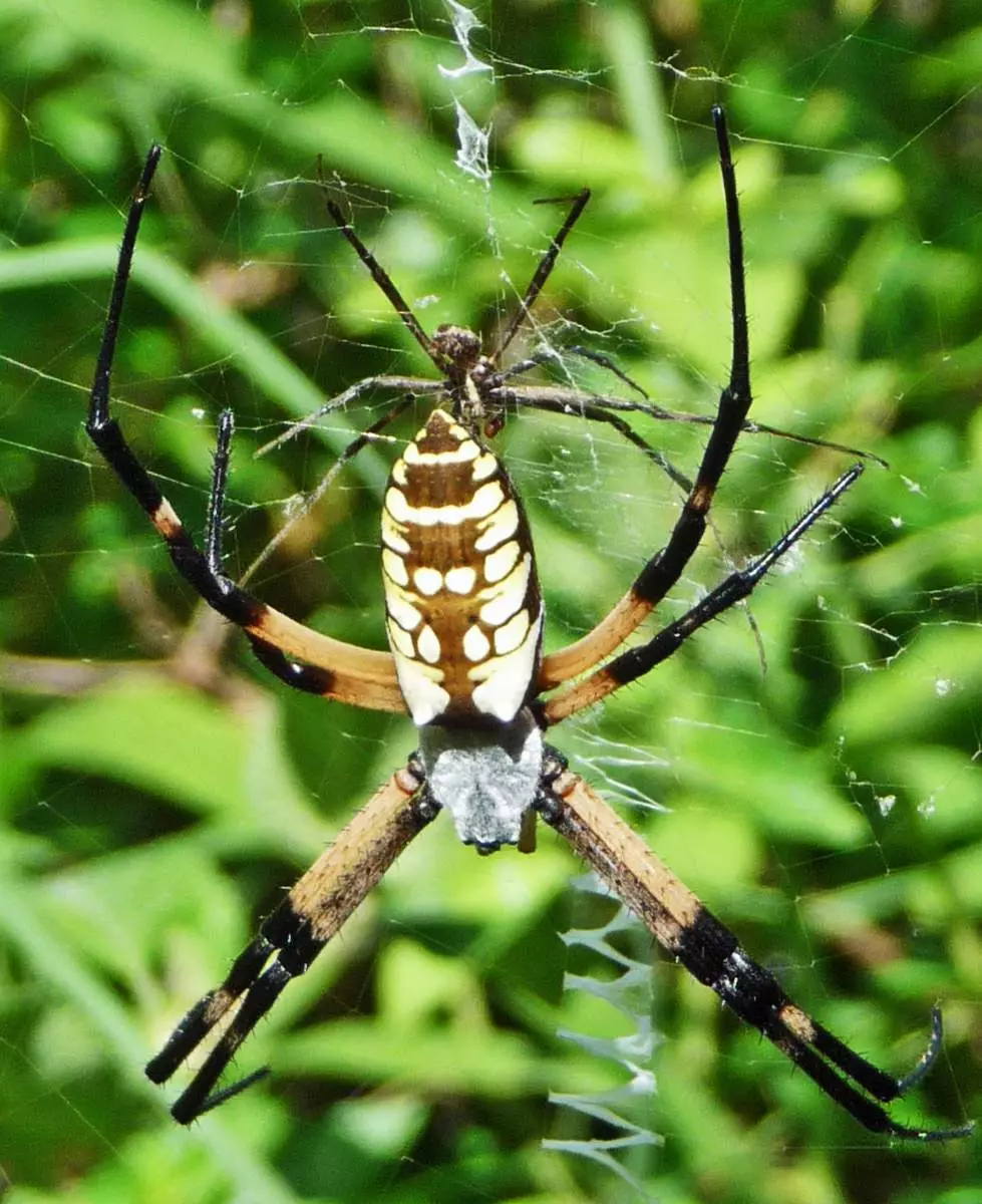 Pakati pemhuri yeorb-webs, kune zvekare zvakajairika - michinjikwa.