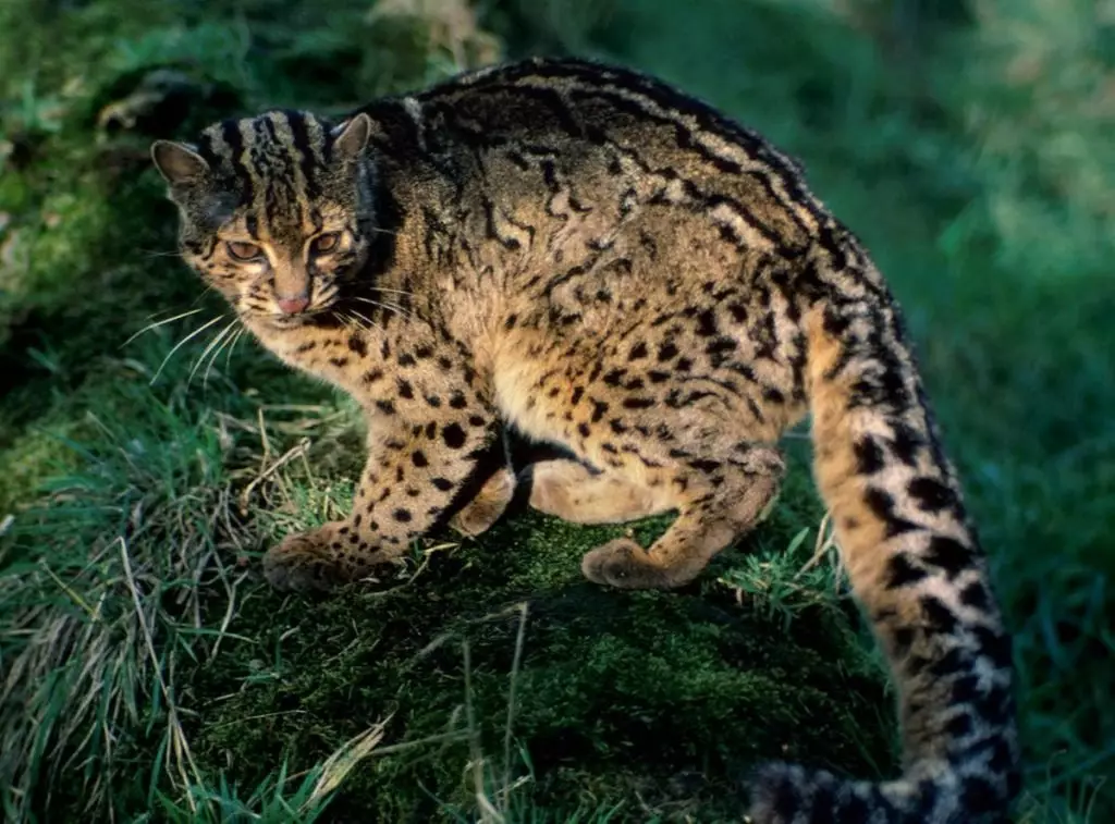 Japanische Wildkatzen meiden menschliche Siedlungen.