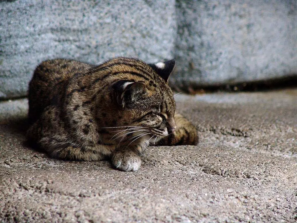 Sa isla ng Iriomote, ang karne ng mga pusa na ito ay itinuturing na isang napakasarap na pagkain.