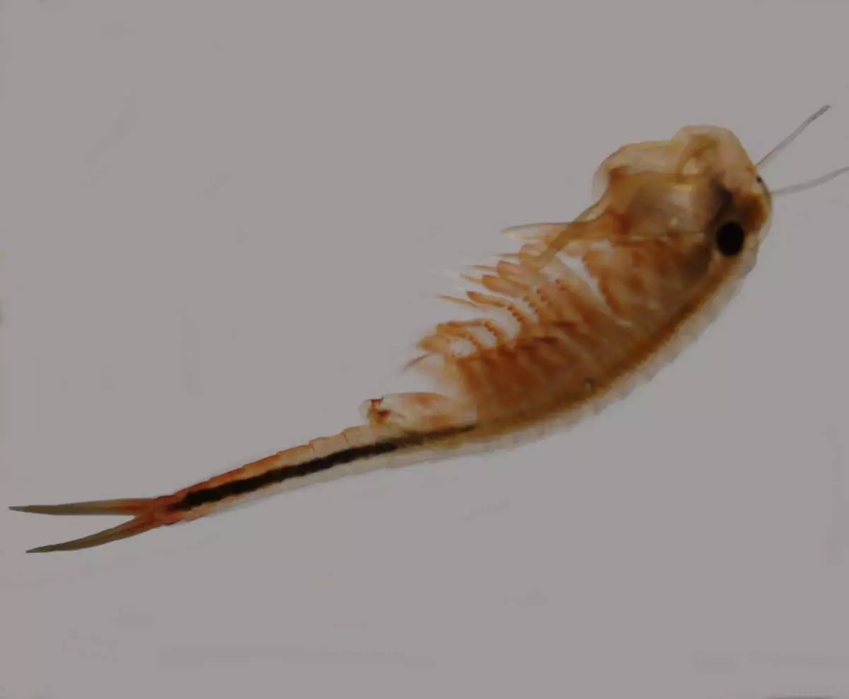 Gill-tongotra (Anostraca).