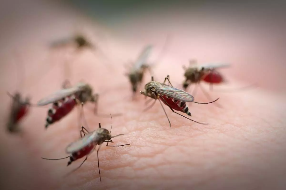 मच्छर खून क्यों पीते हैं?