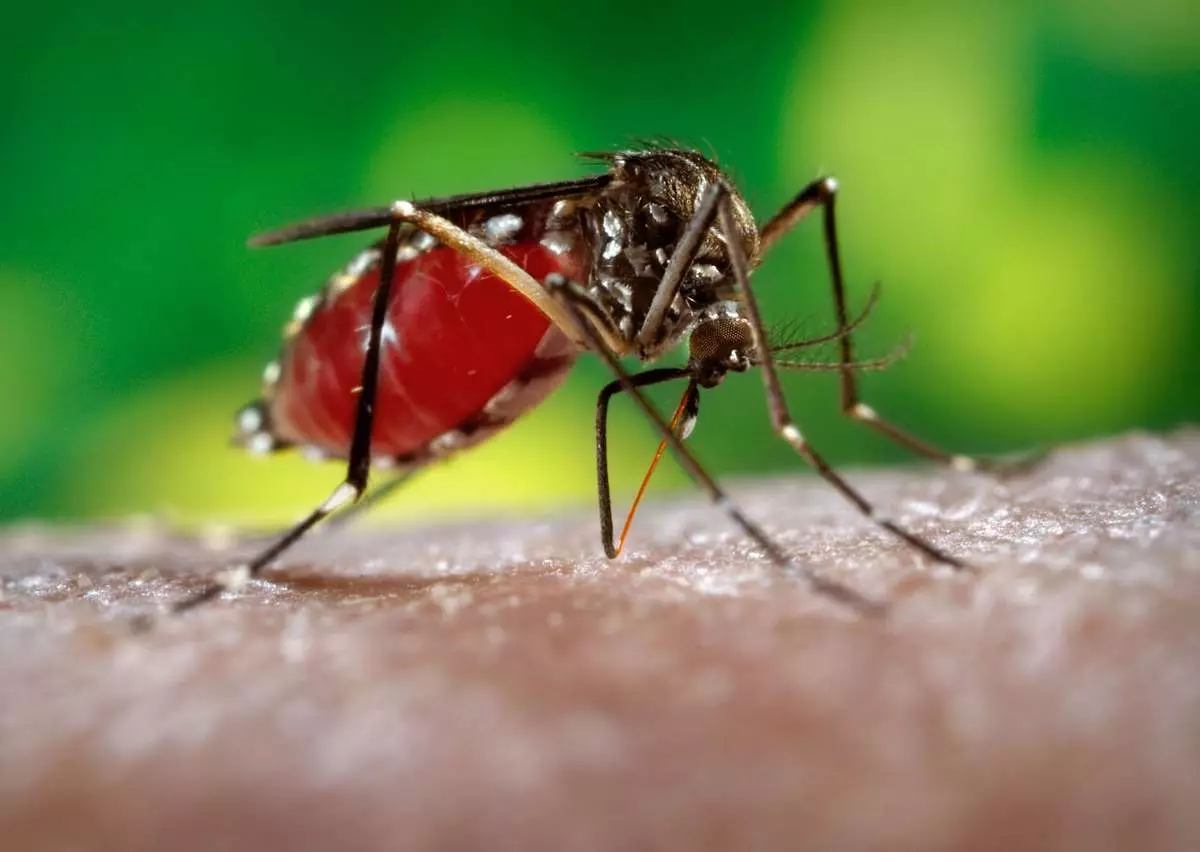 O mosquito bebe sangue por proteínas.