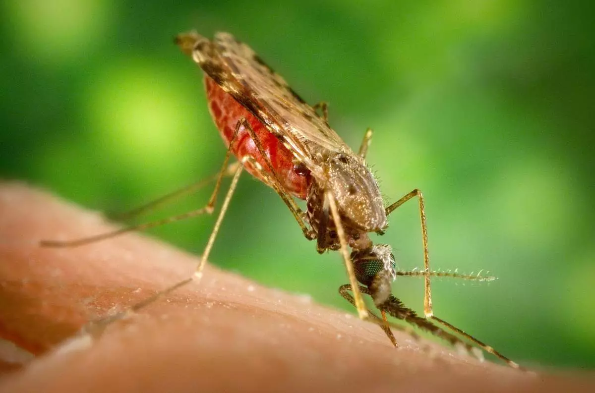 El mosquito llenó de sangre el abdomen.