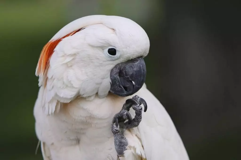 Moluccan cockatoo (Cacatua moluccensis).