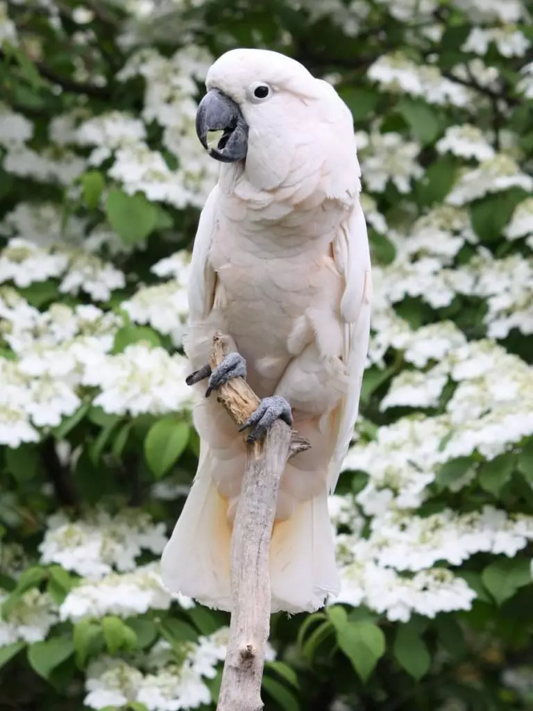 I Cacatua dalla cresta rossa di solito si tengono in coppia, piccoli e grandi stormi.