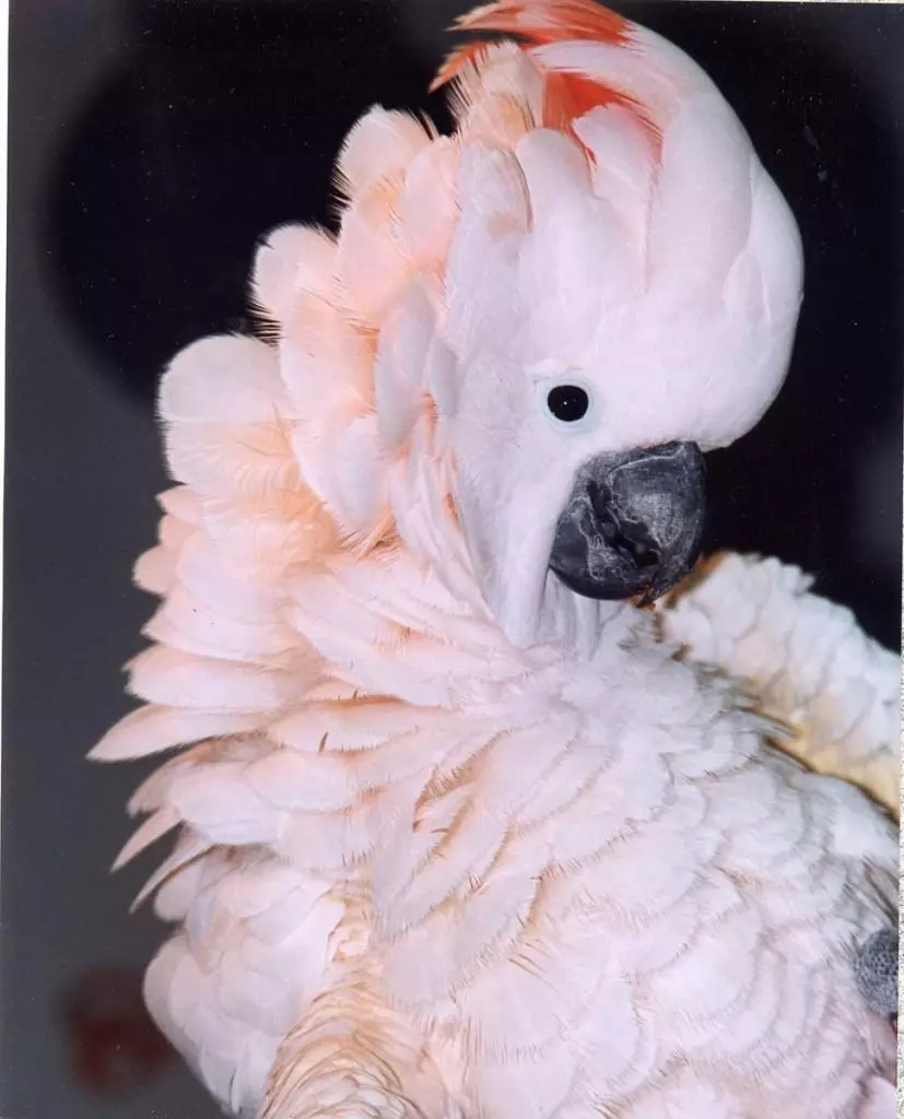 Le linn na báistí, snámhfaidh cockatoos Moluccan, ag crochadh bun os cionn agus ag scaipeadh a sciatháin.