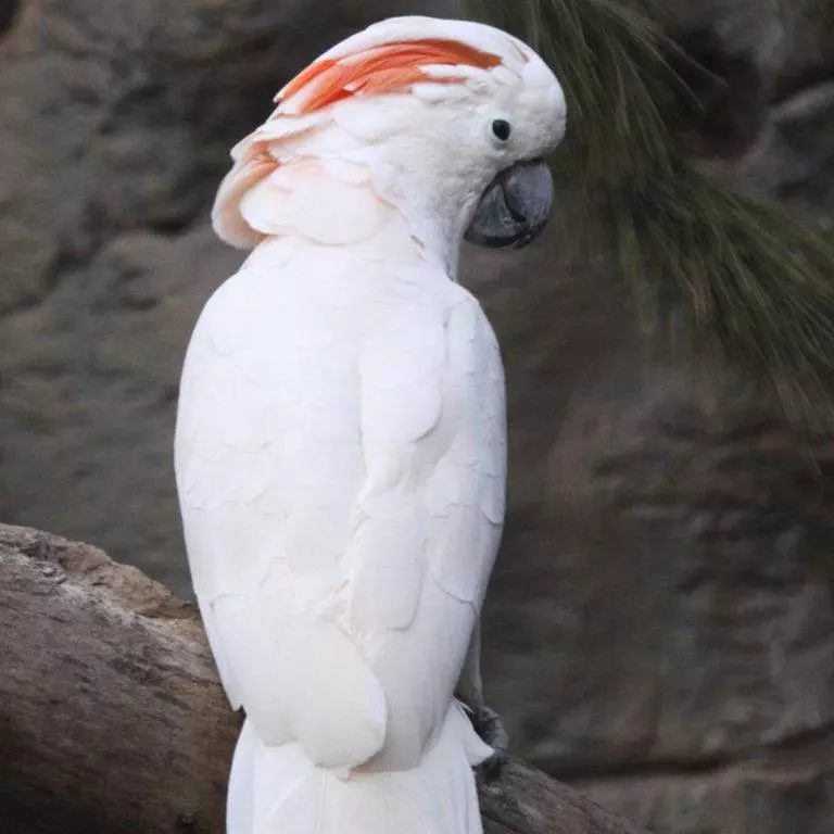 Il cacatua dalla cresta rossa nidifica in alti alberi cavi.