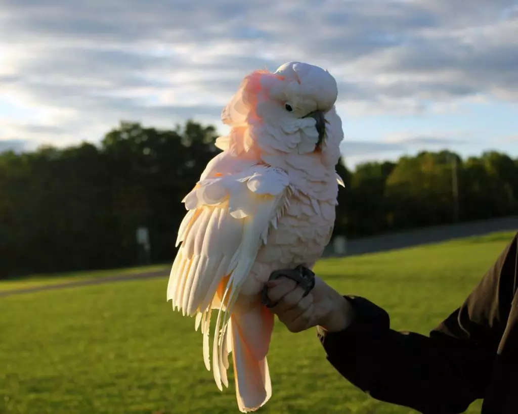 Devi giocare, parlare, interagire costantemente con i cacatua per sviluppare i talenti di questo meraviglioso uccello.