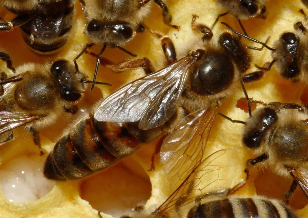 Die befruchtete Gebärmutter lebt im Nest.