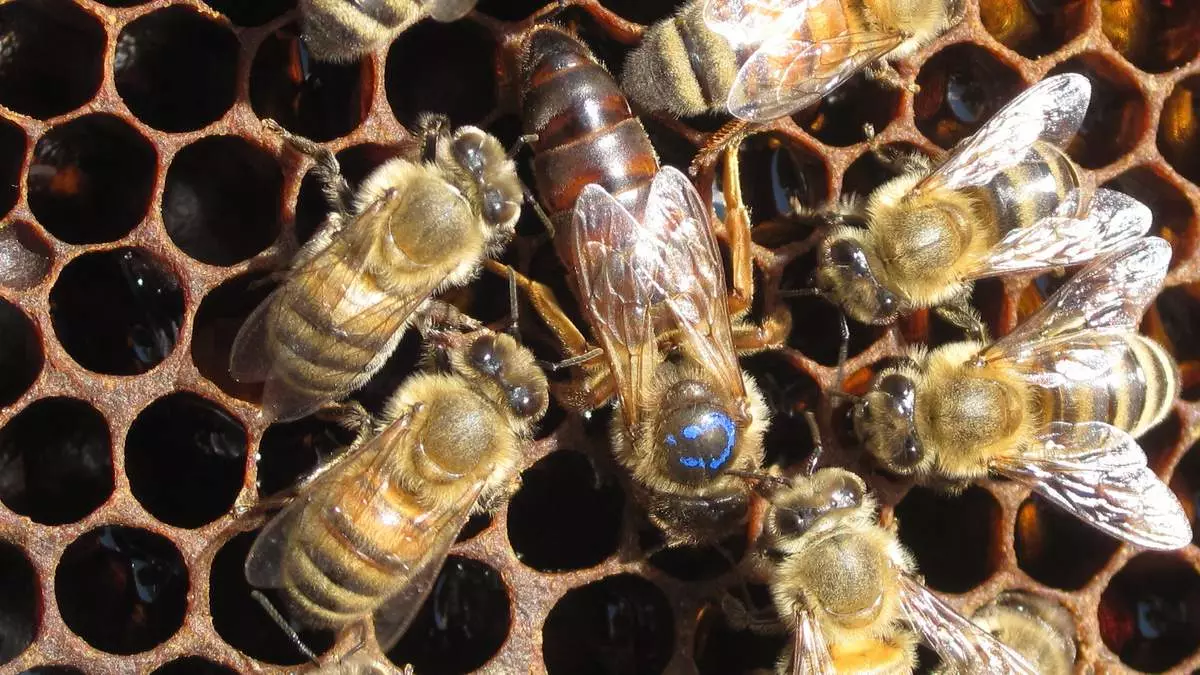 Alte Königinnen produzieren viele unbefruchtete Eier.