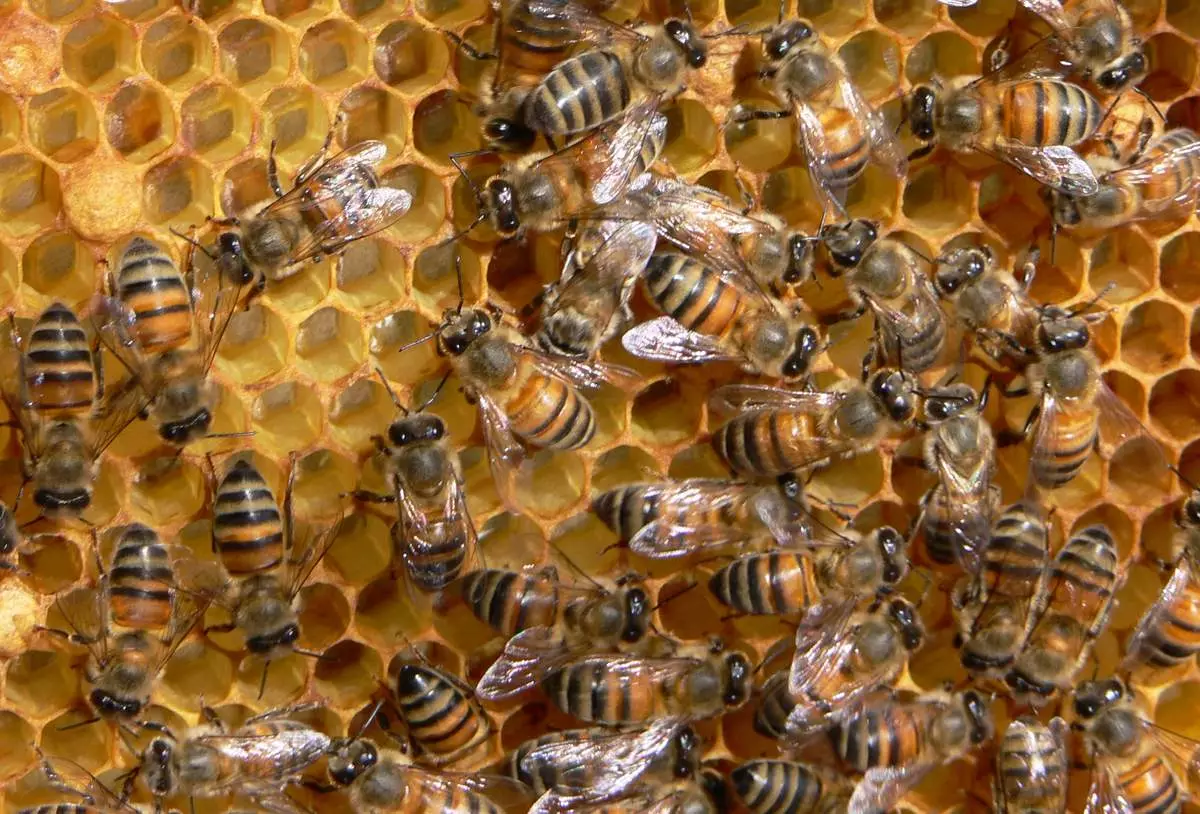 Bienen ernähren sich von Pflanzenpollen.