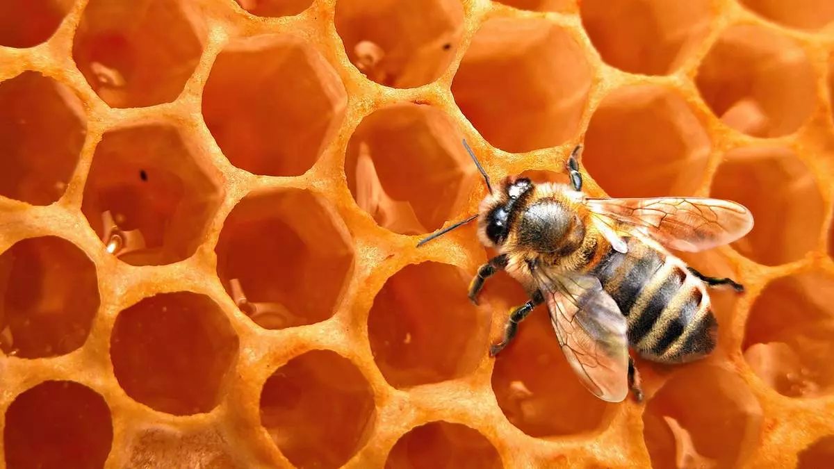 Während der Schwarmperiode füttern die Bienen ihre Königin nicht.