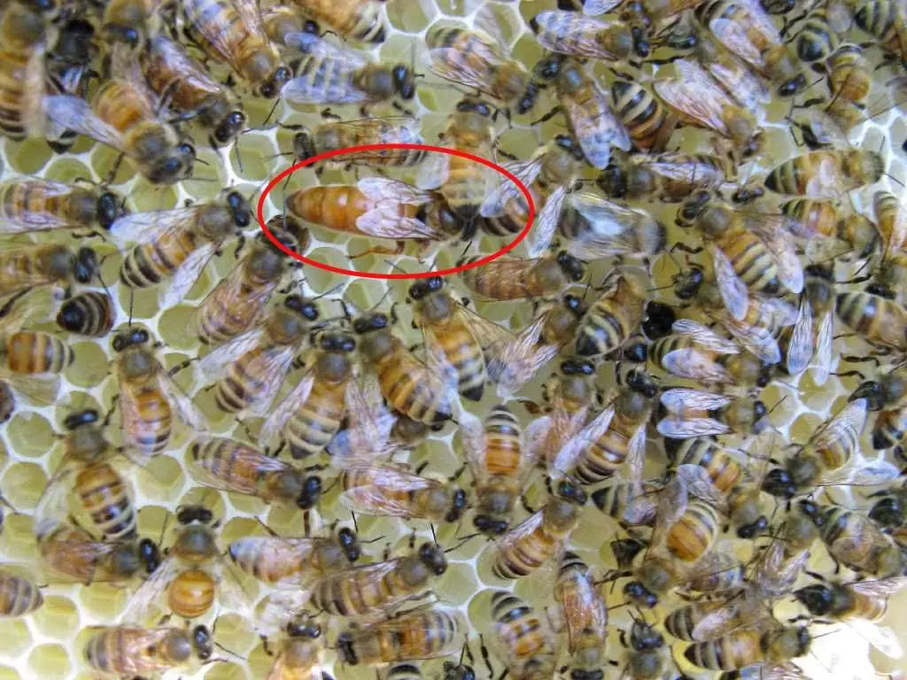 Bienenkönigin im Bienenstock.