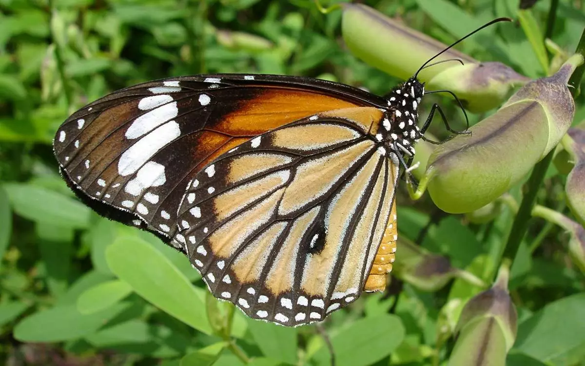 ¿Qué sabor tienen las mariposas?