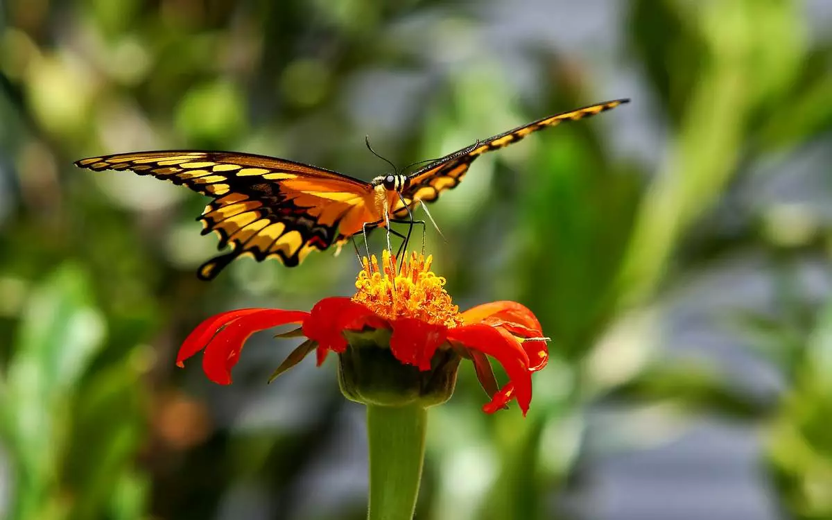 Στις πεταλούδες, οι οφθαλμοί γεύσης βρίσκονται σε δύο πίσω πόδια.
