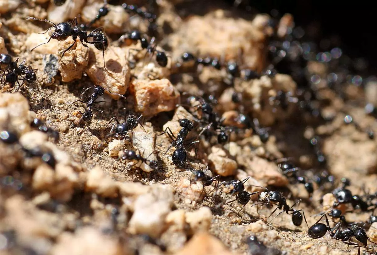 Градинските мравки са много проблеми.