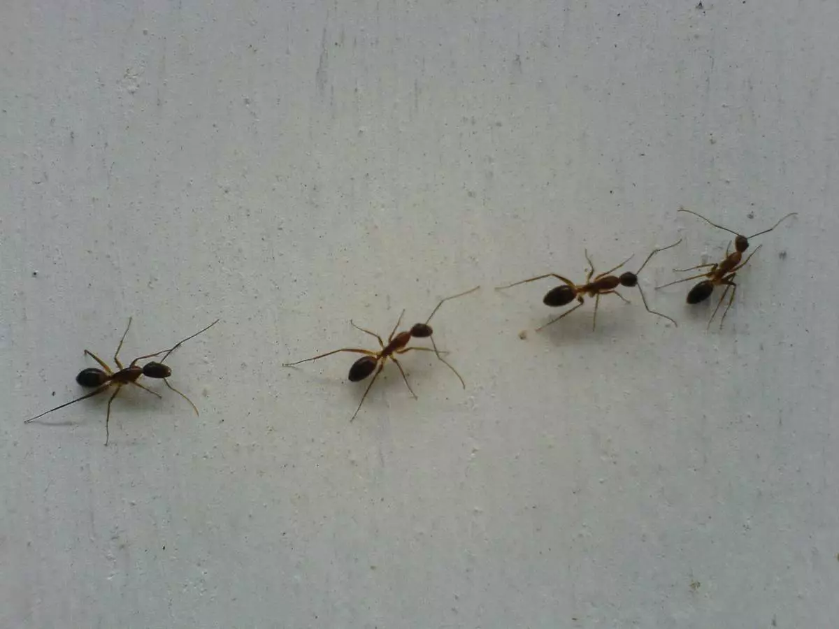 Sipelgatäid võivad põllukultuure kahjustada.