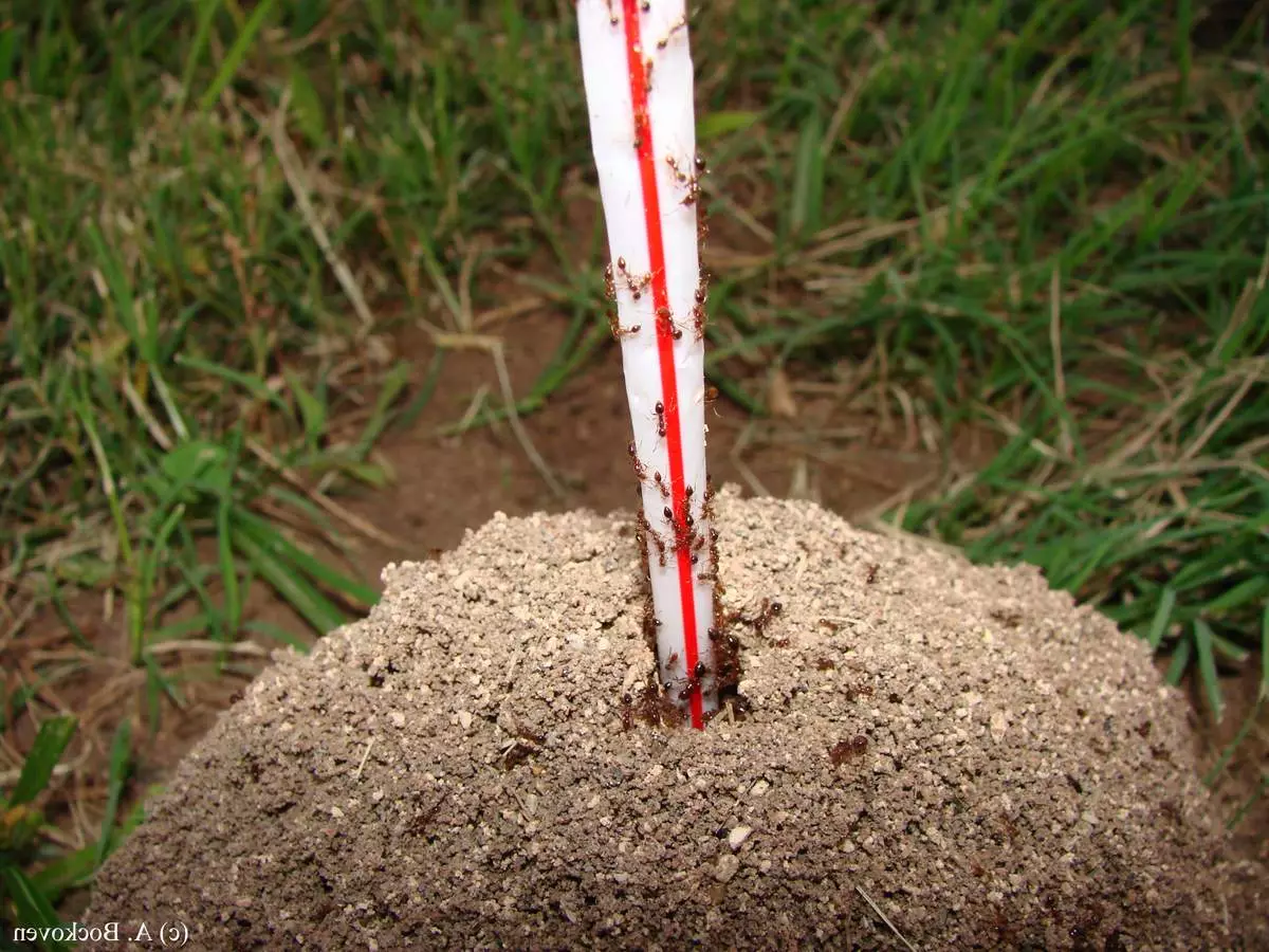 Има много начини да избавите градината си от мравки.
