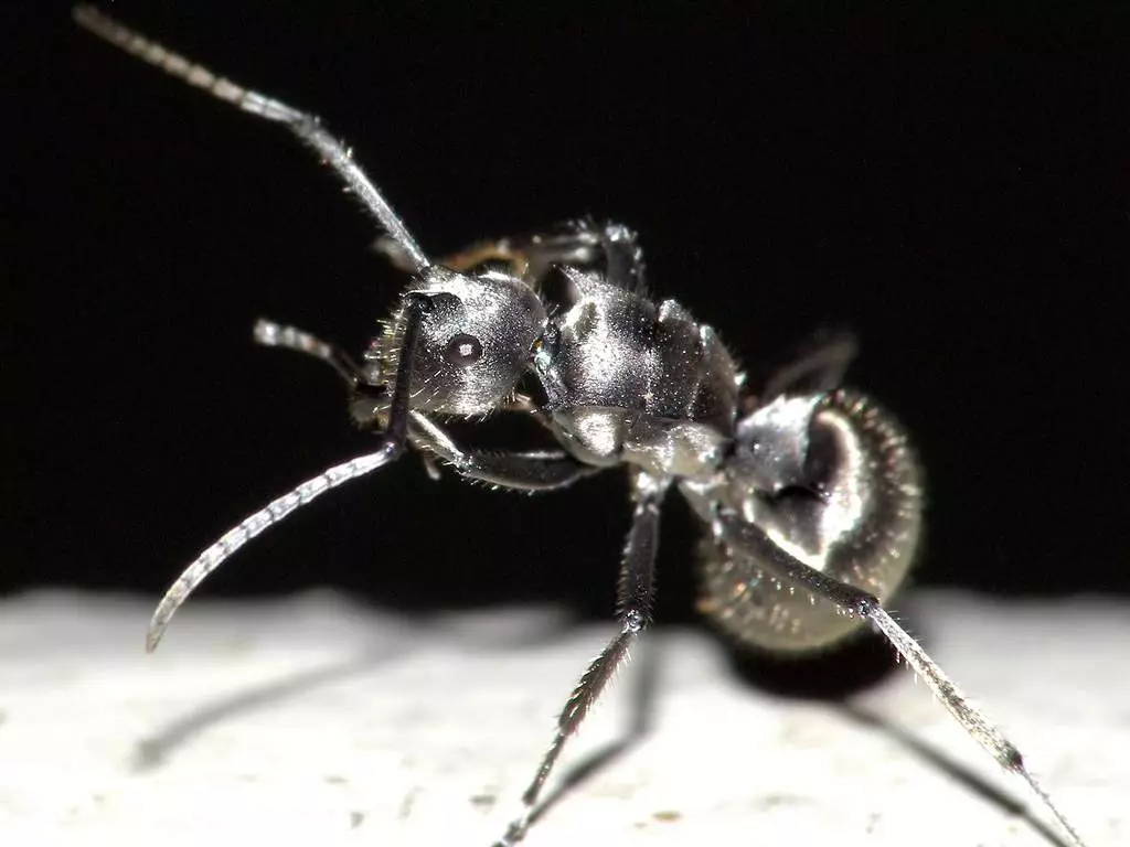 Le formiche da giardino si riproducono molto rapidamente sul sito.
