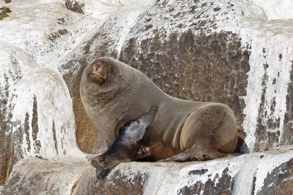 Chisindikizo cha ubweya wakumwera (Arctocephalus).