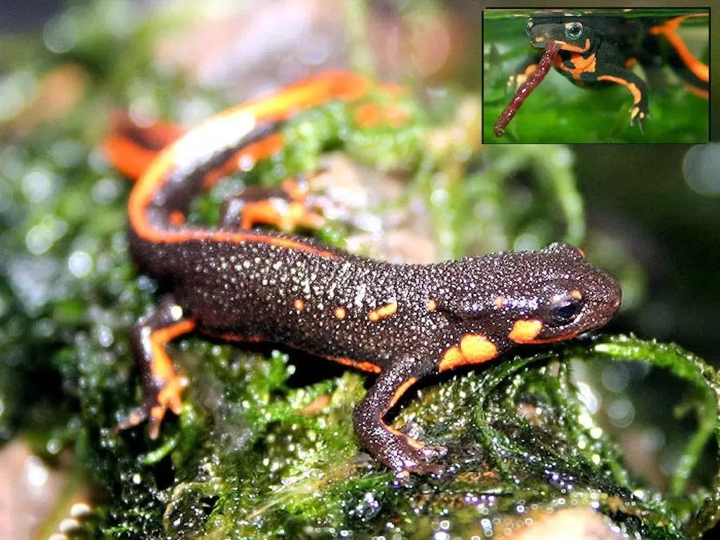 Hluav taws-tsau hluav taws newt (Cynops pyrrhogaster).