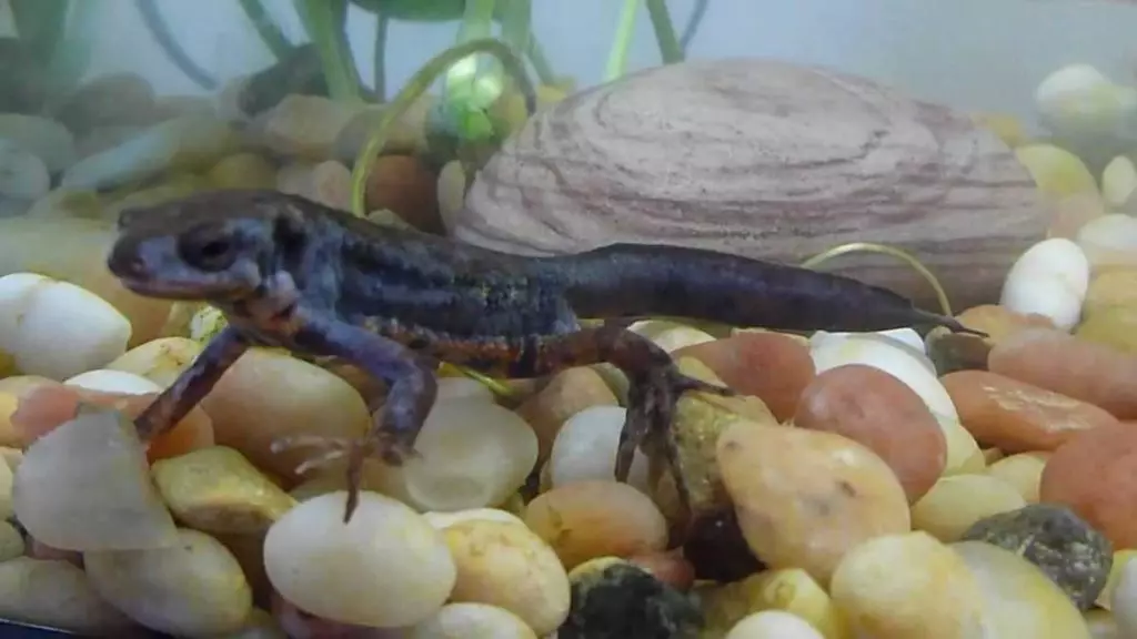 Ma Newts omwe amakhala makamaka m'madzi amagwira ntchito masana, anthu okhala kumtunda, m'malo mwake, amakhala otakataka usiku.