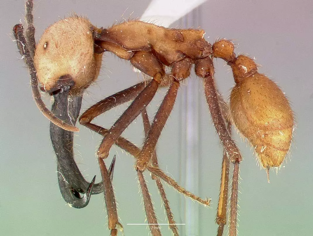 Hormigas soldado: insectos terroríficos