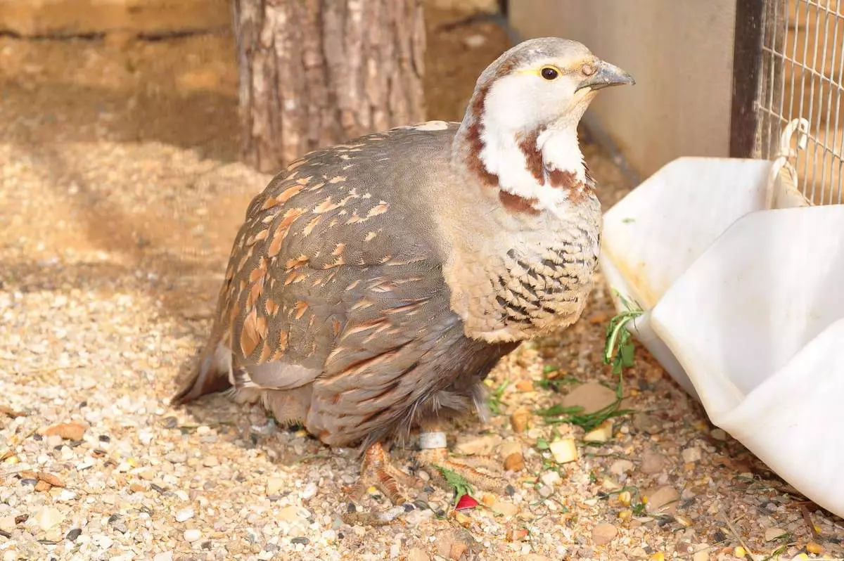 الارن کي وڏو ڪڪڙ چئبو آهي.