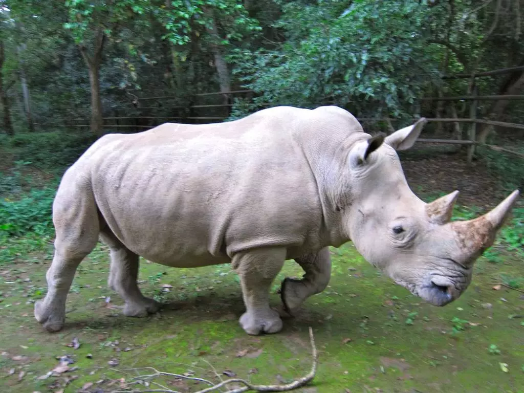 最後のシロサイは死んでいます