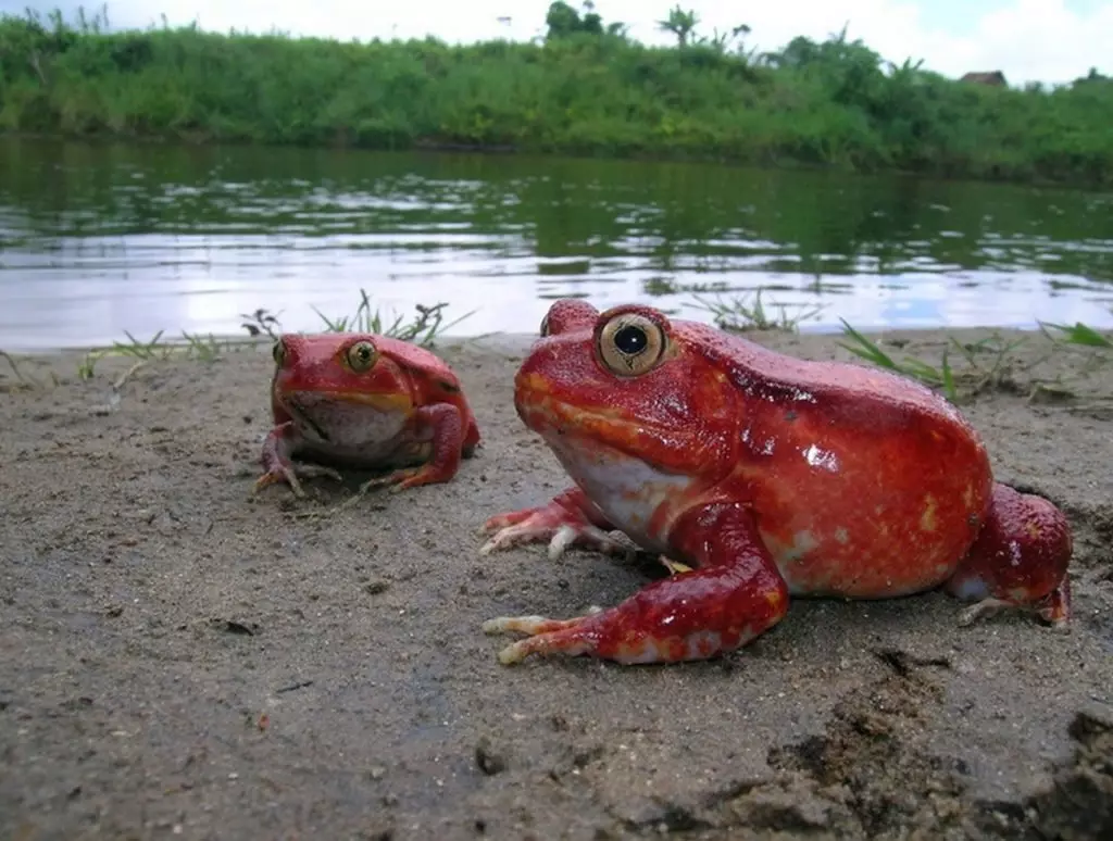 ບໍ່ຄືກັບ amphibians ອື່ນ other, ກົບນີ້ບໍ່ມັກລອຍນໍ້າ.