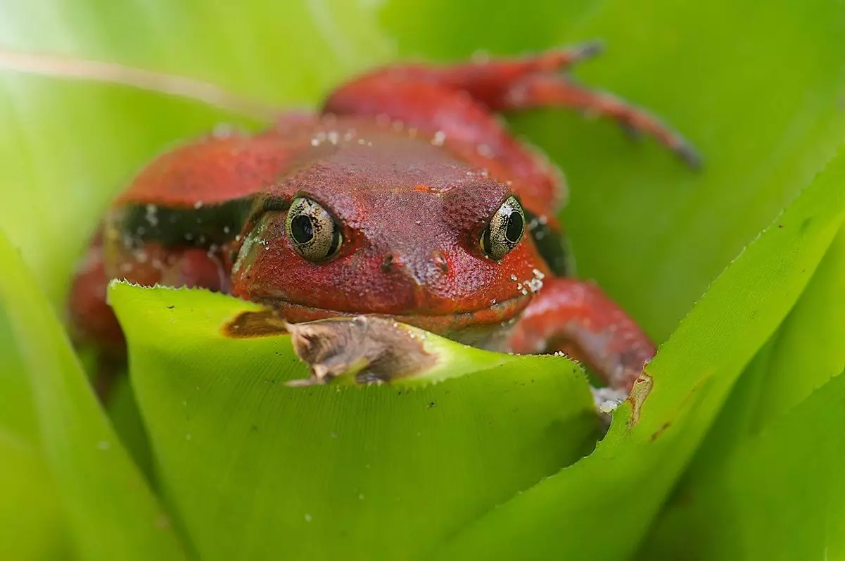 トマトガエルが食事の準備をします。