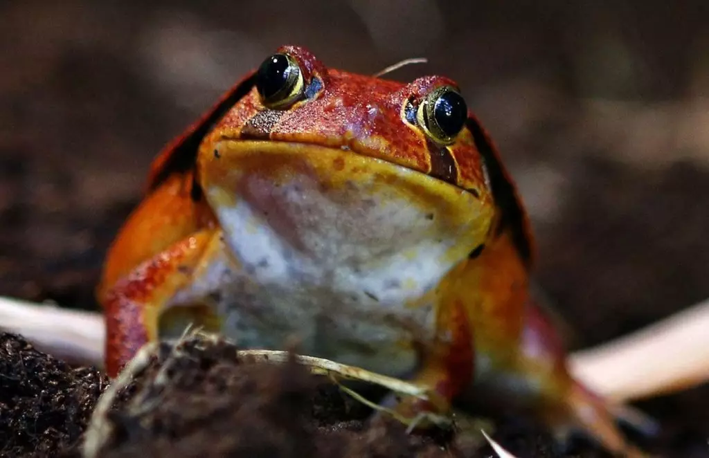 トマトガエル-赤い動物