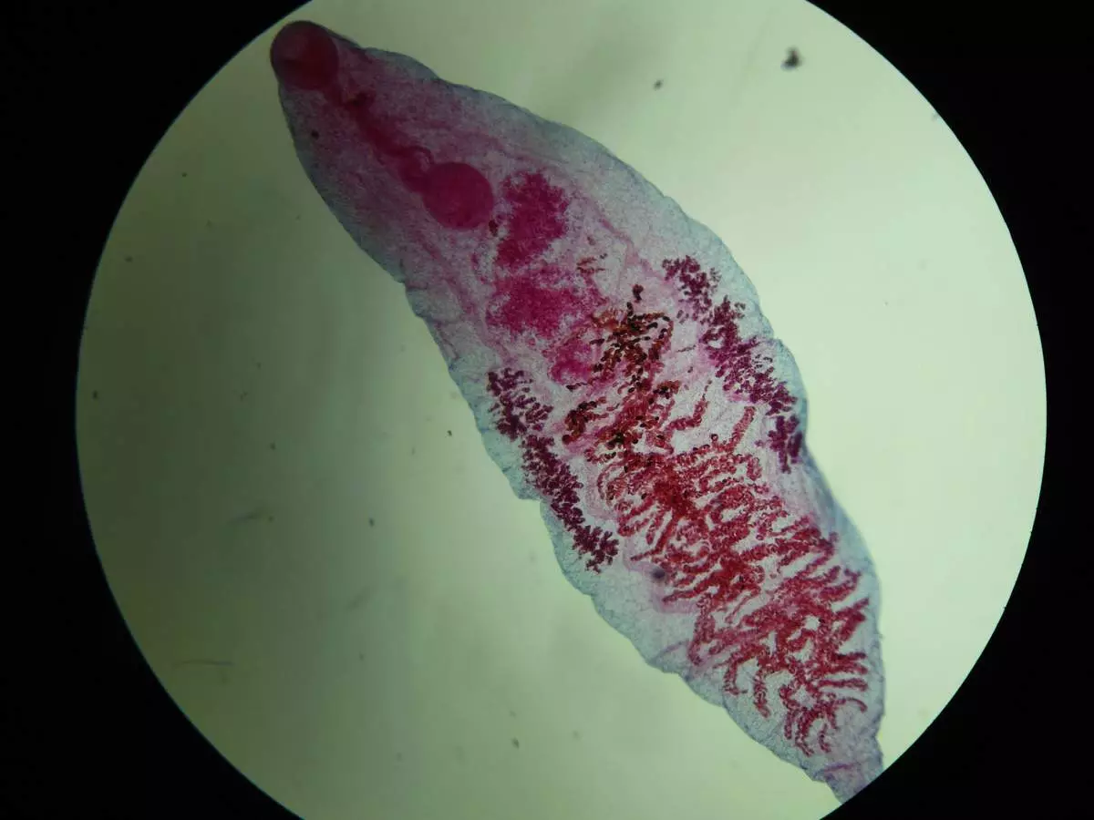 The lanceolate fluke is a parasitic animal.