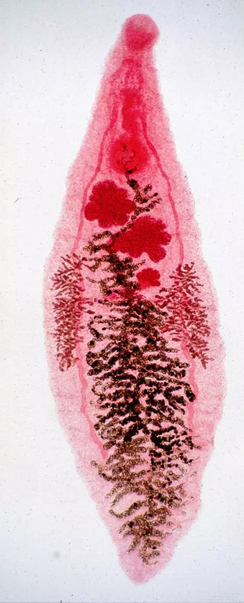 Fluke infection occurs while feeding on plants.