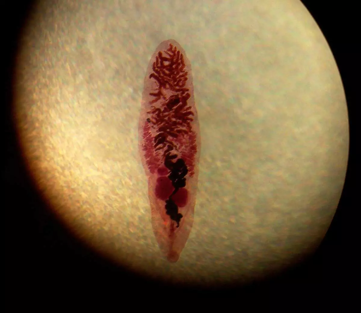 Lanceolatni metiček parazitira v telesu ptic.