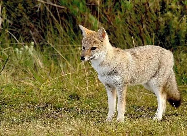 這些狐狸生活在南美洲一個沒有樹木的草原，即所謂的潘帕斯草原。