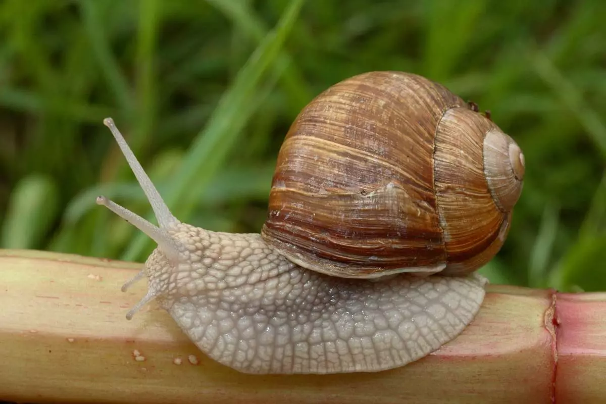 葡萄蜗牛以植物为食。