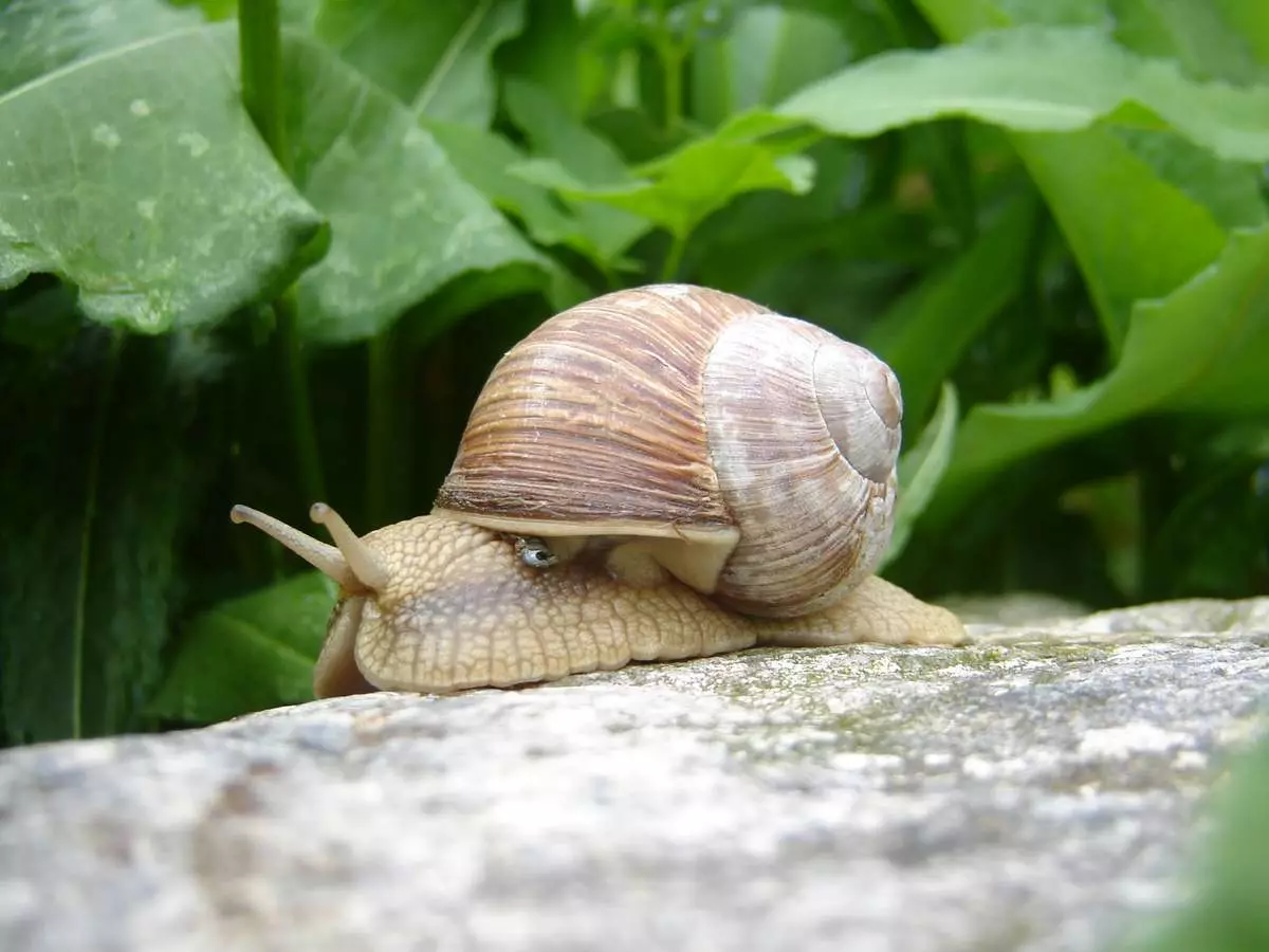 Sexual maturity in a grape snail occurs at 4 years.